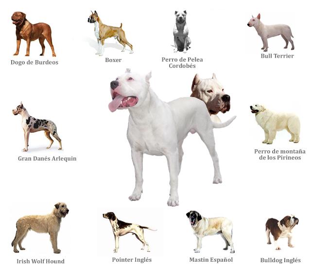 dogos-argentinos-dogo-argentino-gallery-forum-saiga-12
